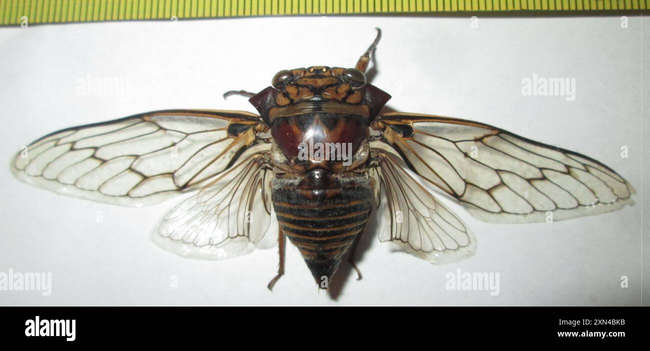 Savanna Sharpcollar Cicada (Oxypleura quadraticollis) Insecta Stock ...