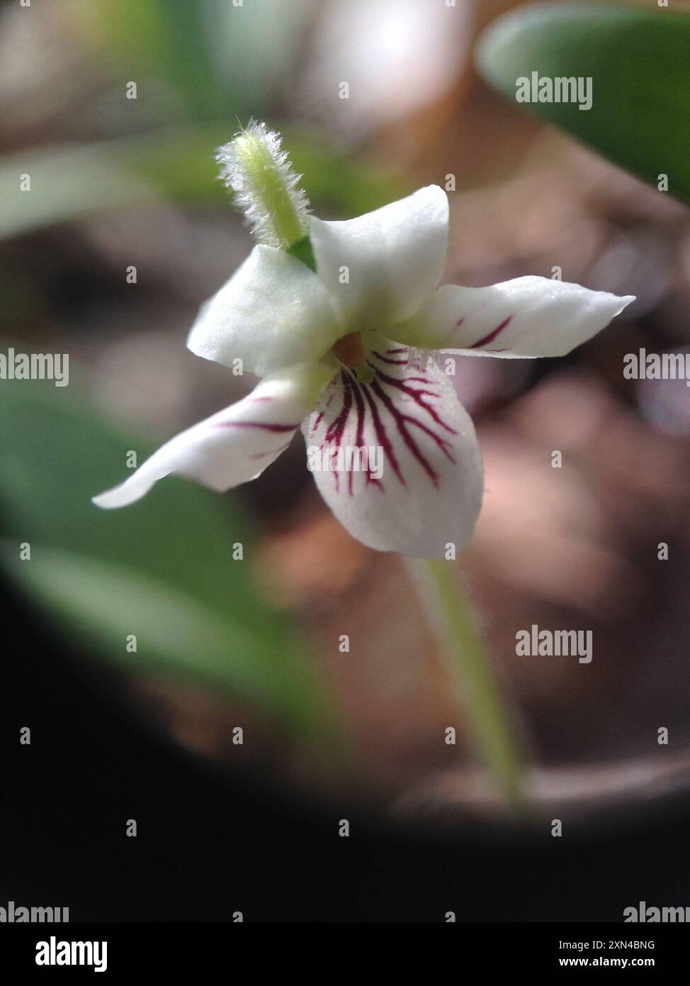 sweet white violet (Viola blanda) Plantae Stock Photo - Alamy