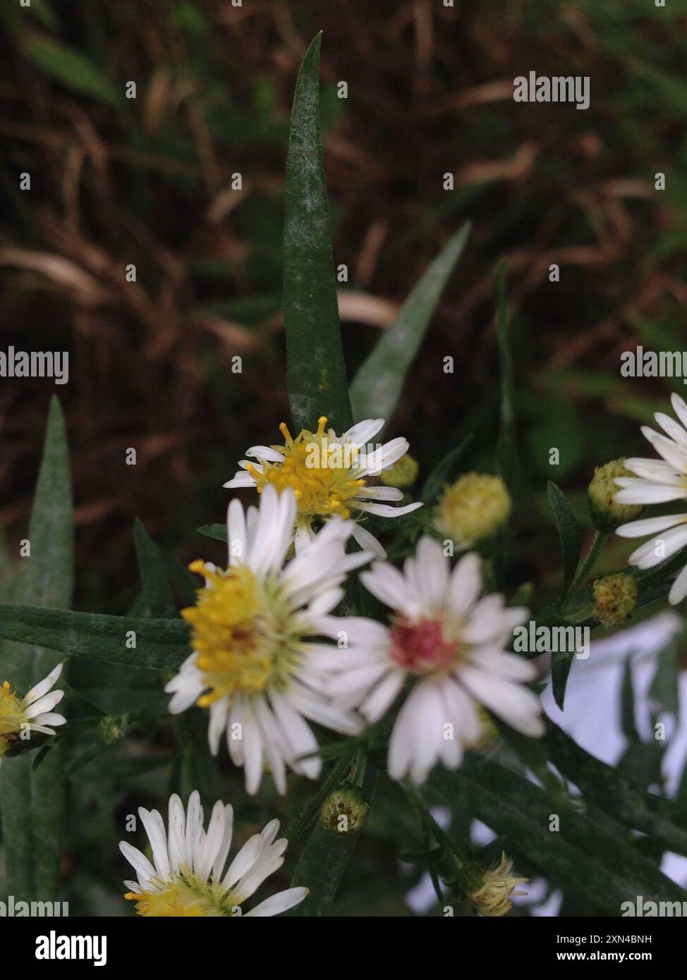 panicled aster (Symphyotrichum lanceolatum) Plantae Stock Photo - Alamy