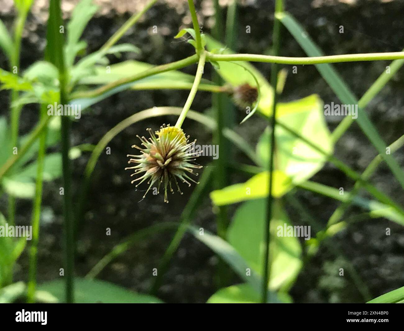 white avens (Geum canadense) Plantae Stock Photo - Alamy