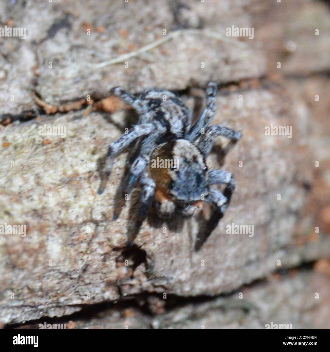 flea jumping spider (Naphrys pulex) Arachnida Stock Photo - Alamy