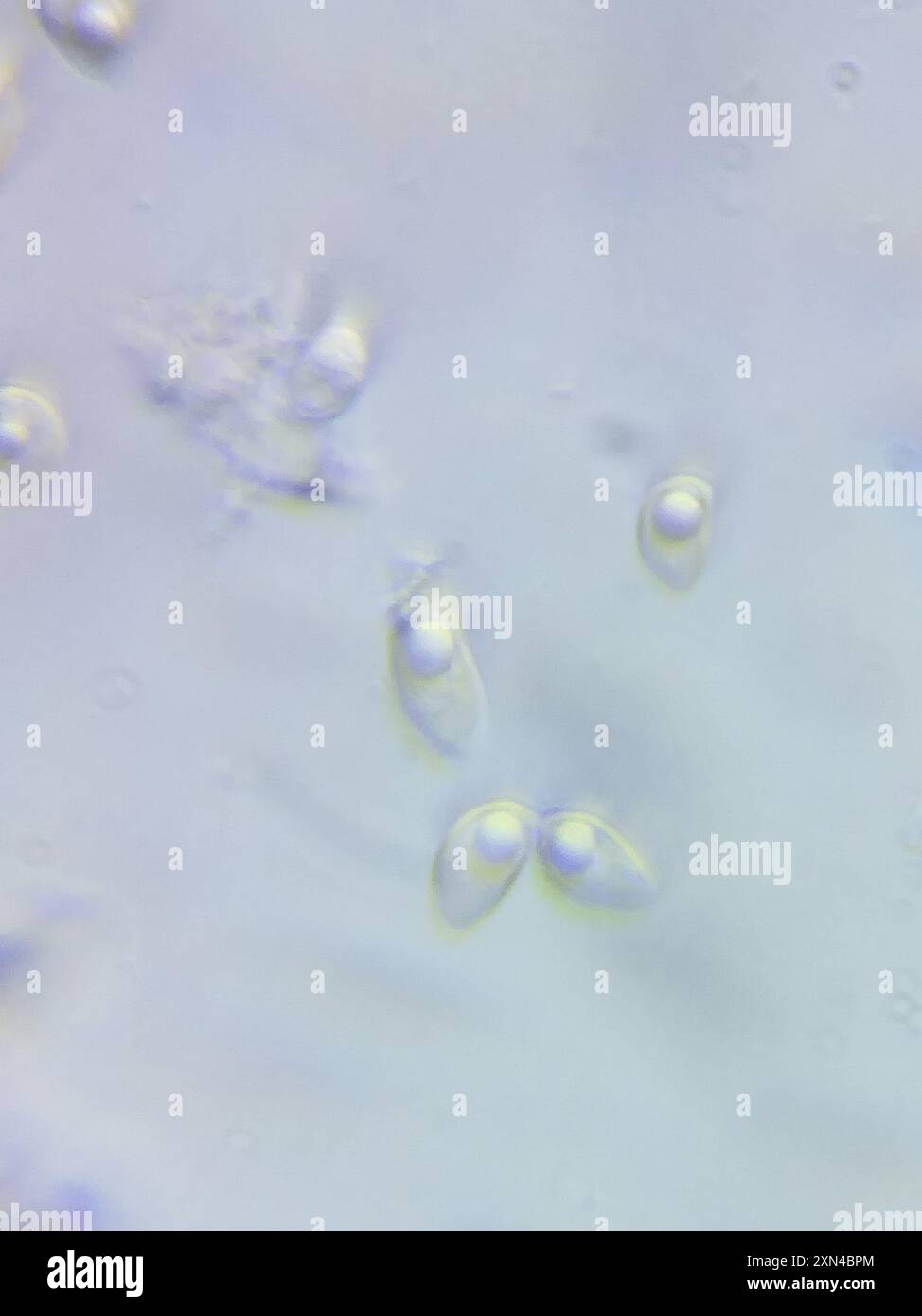 felted twiglet (Tubaria conspersa) Fungi Stock Photo - Alamy