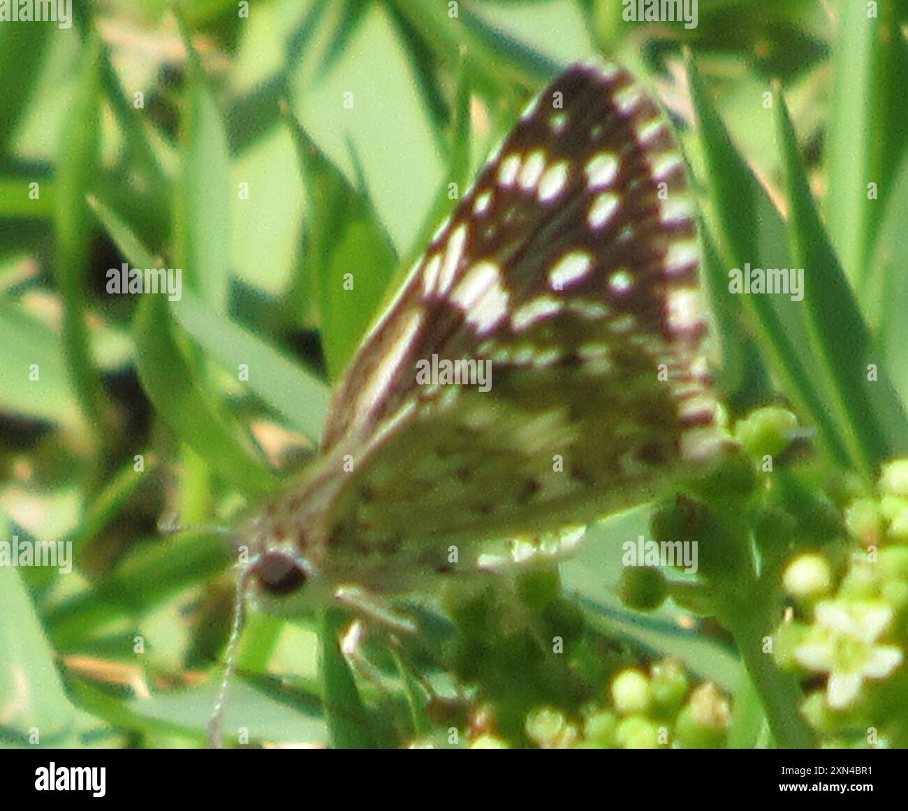 New World Checkered-Skippers (Burnsius) Insecta Stock Photo - Alamy