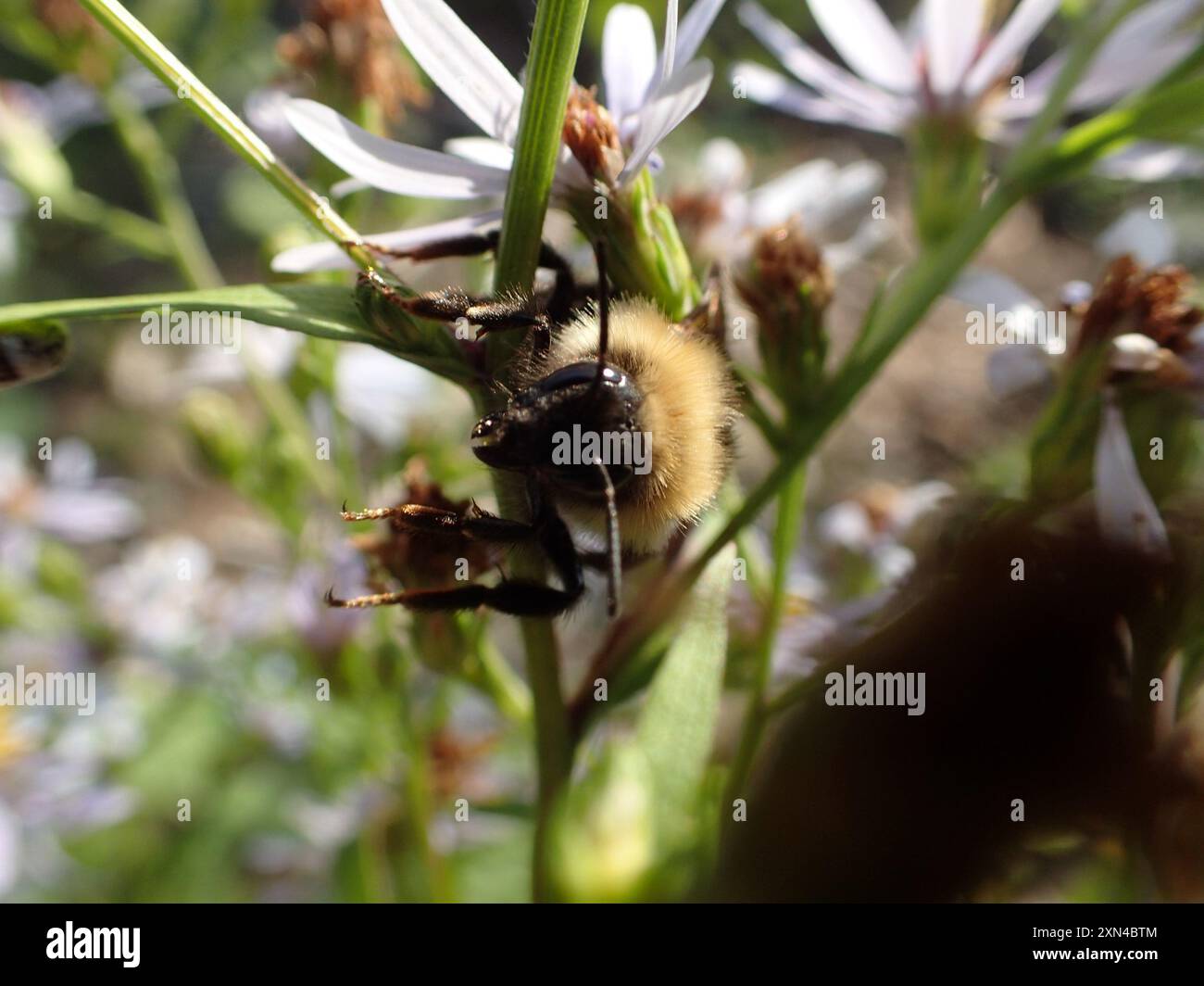 Yellowish Cuckoo Bumble bee (Bombus flavidus) Insecta Stock Photo - Alamy