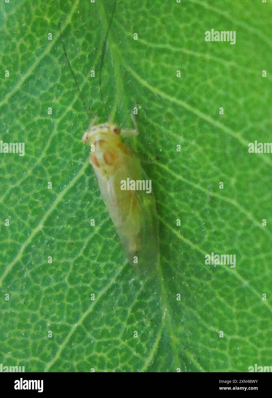 tipu psyllid (Platycorypha nigrivirga) Insecta Stock Photo - Alamy