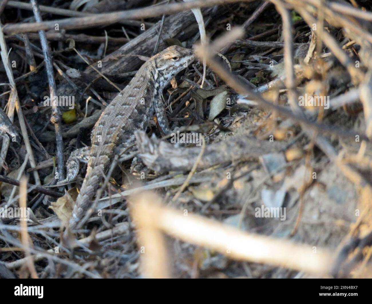 Chaco Smooth-throated Lizard (Liolaemus chacoensis) Reptilia Stock ...