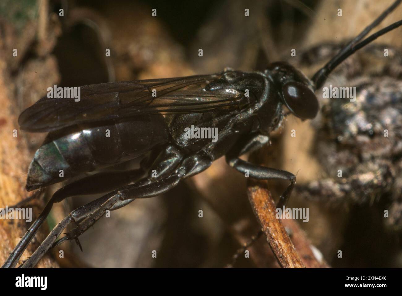 Ants, Bees, and Stinging Wasps (Aculeata) Insecta Stock Photo - Alamy