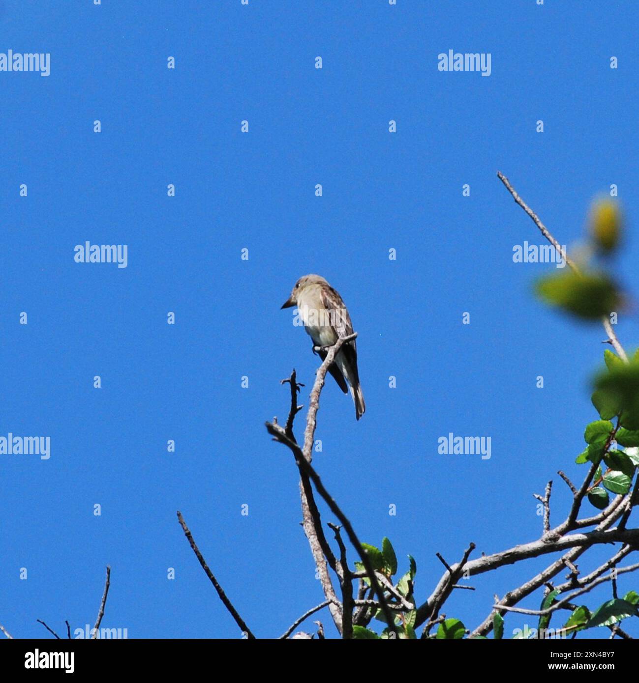 Western Wood-Pewee (Contopus sordidulus) Aves Stock Photo - Alamy