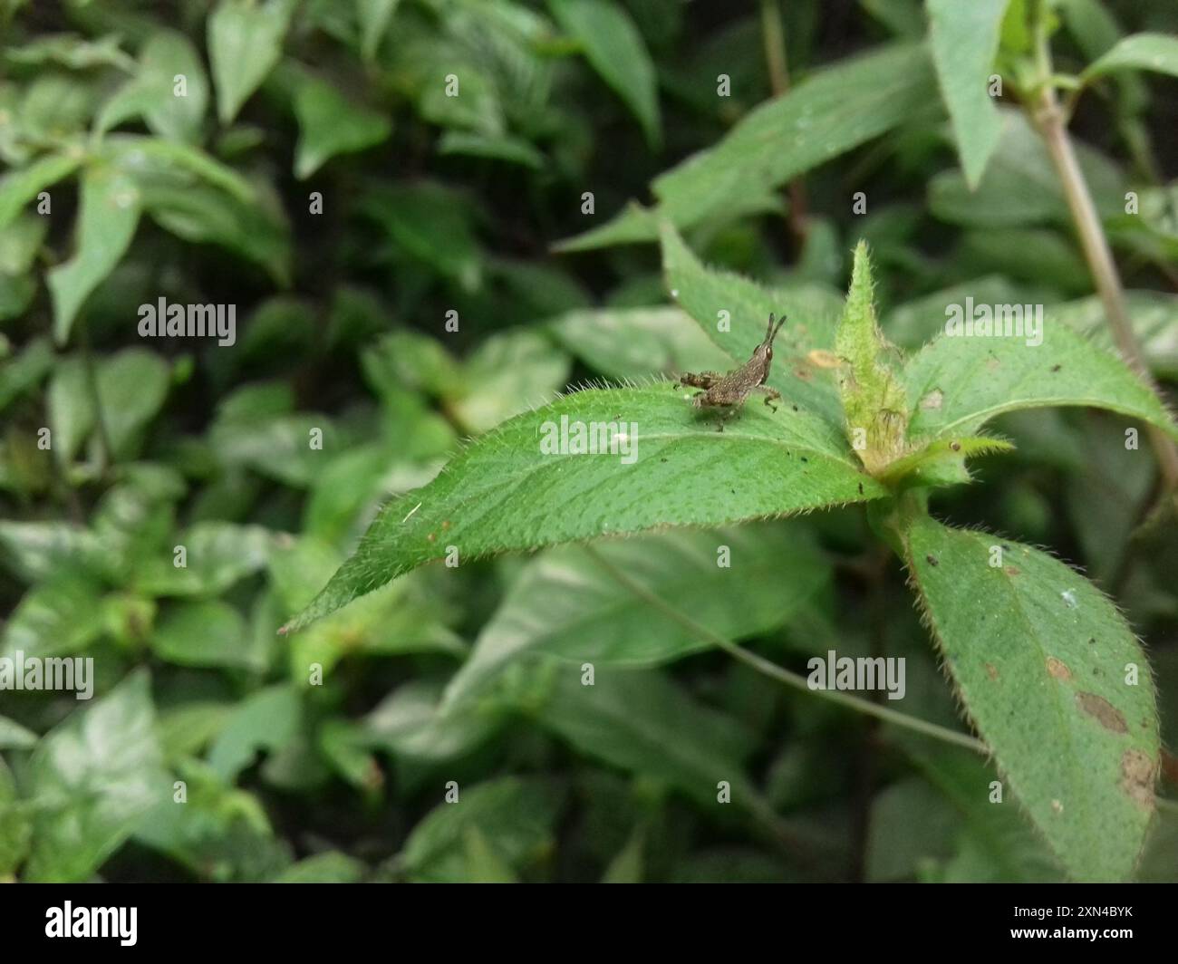 Grasshoppers (Acrididea) Insecta Stock Photo - Alamy