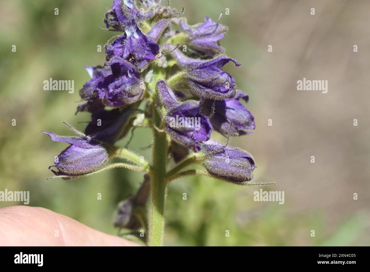 Subalpine Larkspur (Delphinium barbeyi) Plantae Stock Photo - Alamy