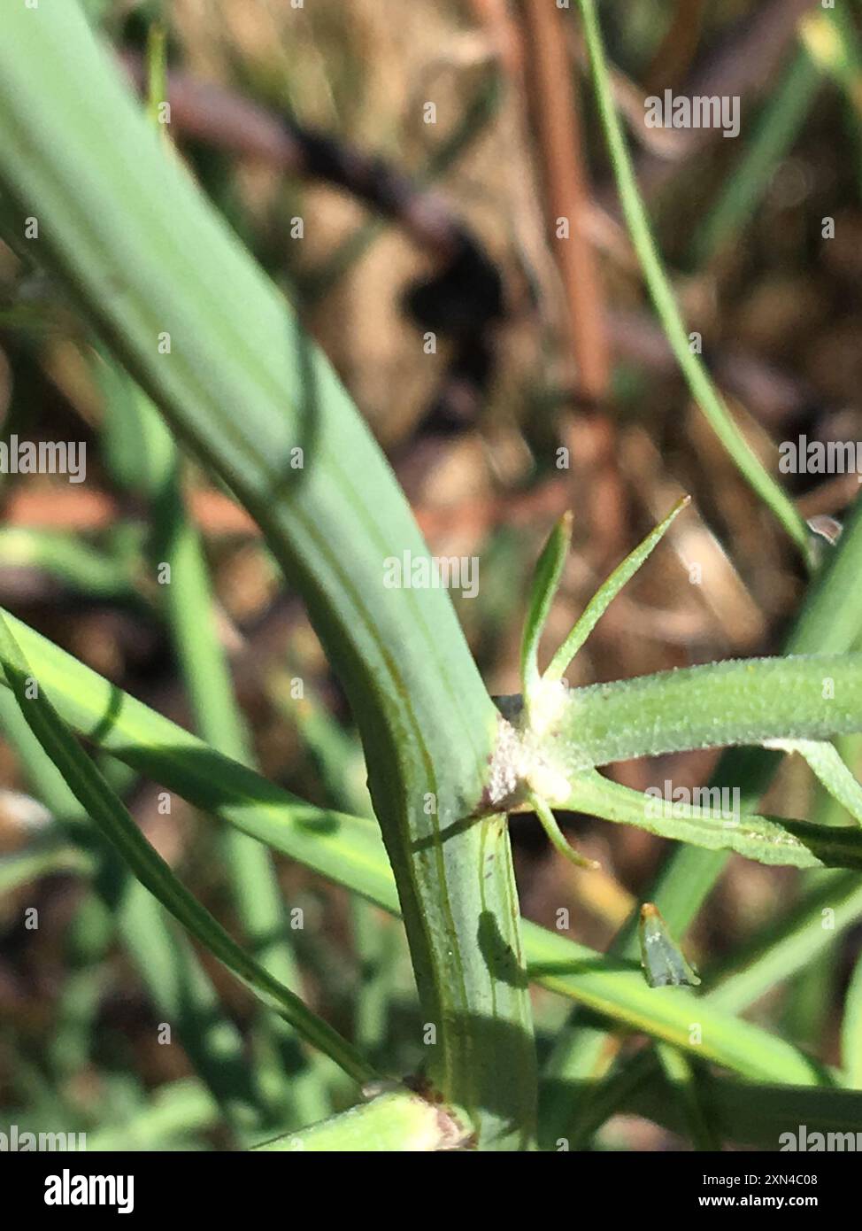 Rush Skeletonweed (Chondrilla juncea) Plantae Stock Photo - Alamy