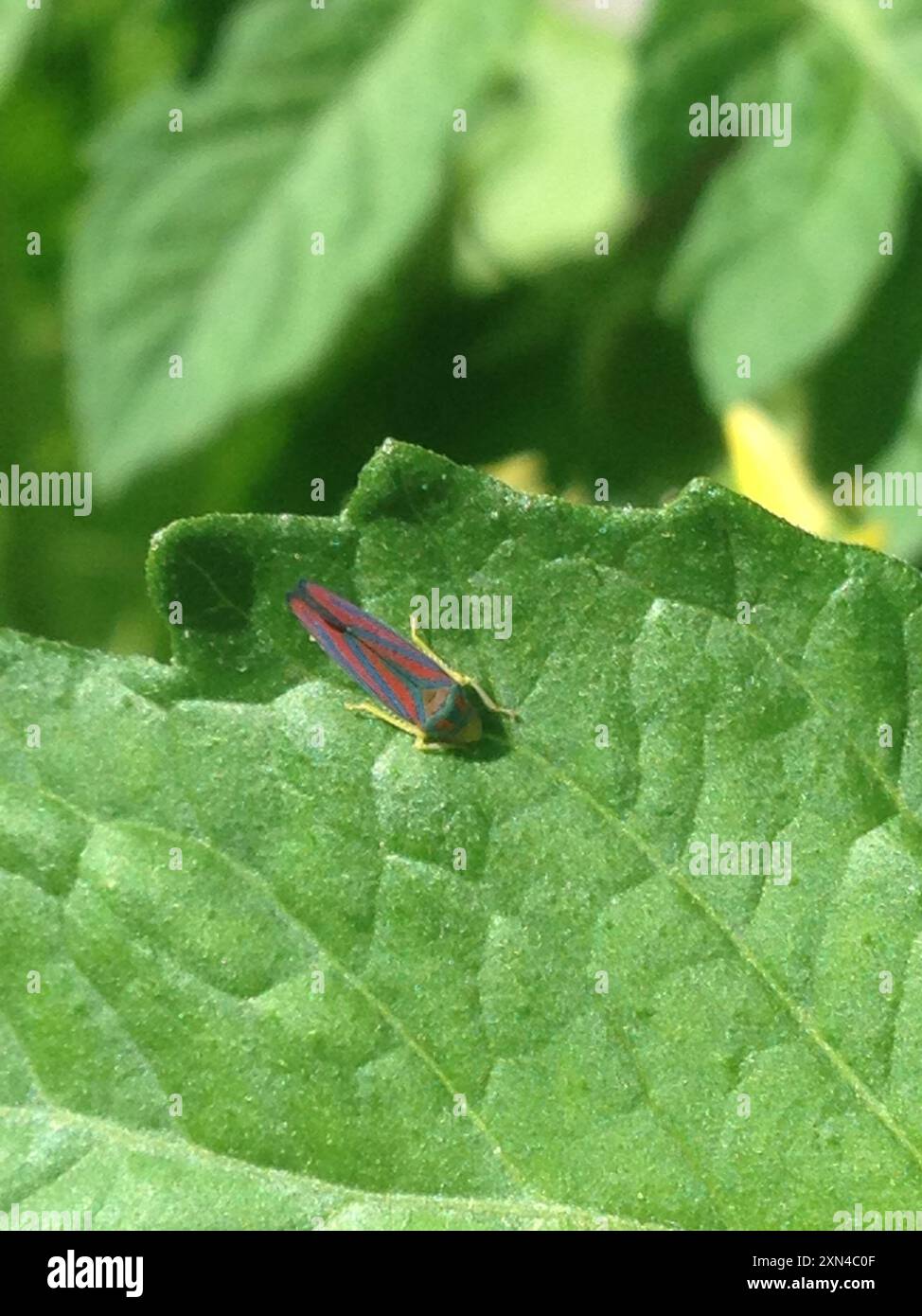 Red-banded Leafhopper (Graphocephala coccinea) Insecta Stock Photo - Alamy