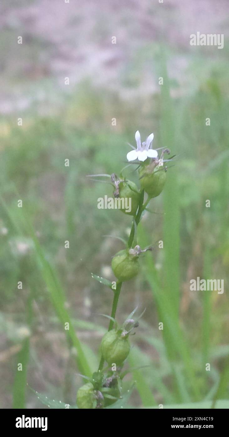 Indian tobacco (Lobelia inflata) Plantae Stock Photo - Alamy