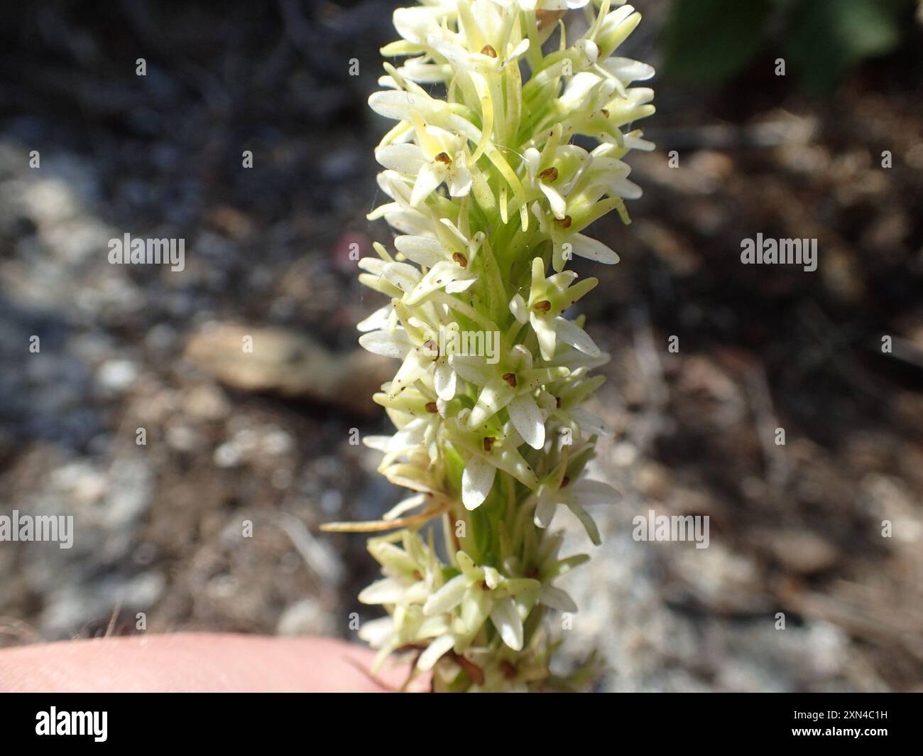 elegant piperia (Platanthera elegans elegans) Plantae Stock Photo - Alamy