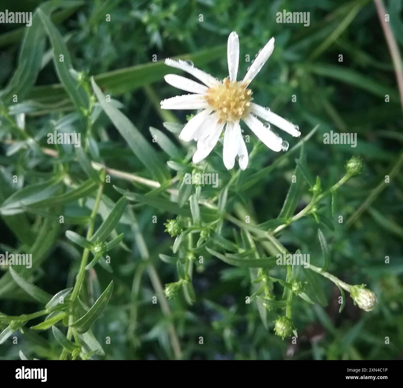 hairy white oldfield aster (Symphyotrichum pilosum) Plantae Stock Photo - Alamy