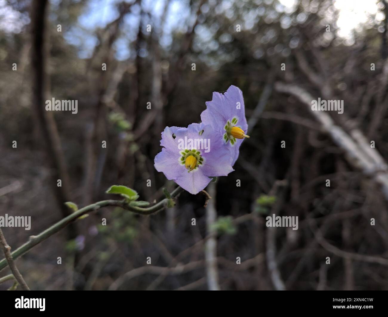 purple nightshade (Solanum xanti) Plantae Stock Photo - Alamy