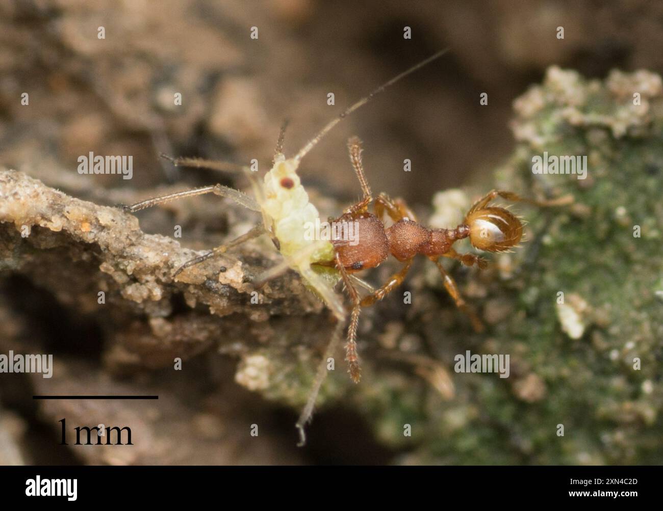 Big-headed Ants (Pheidole) Insecta Stock Photo - Alamy