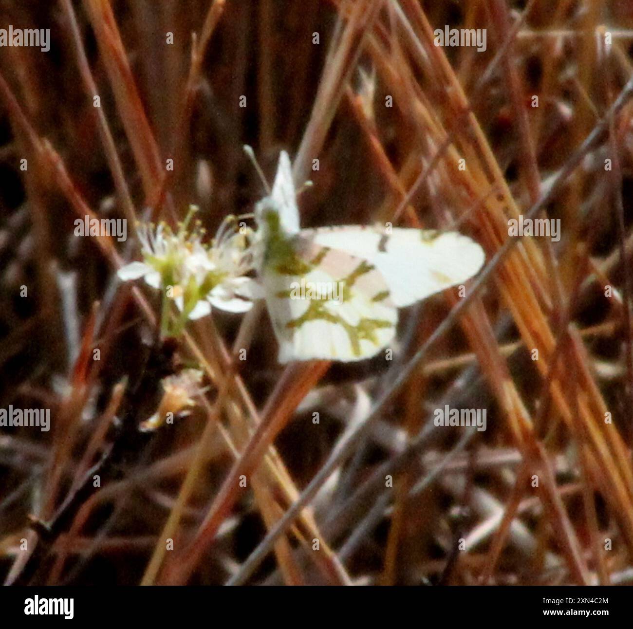 Olympia Marble (Euchloe olympia) Insecta Stock Photo - Alamy