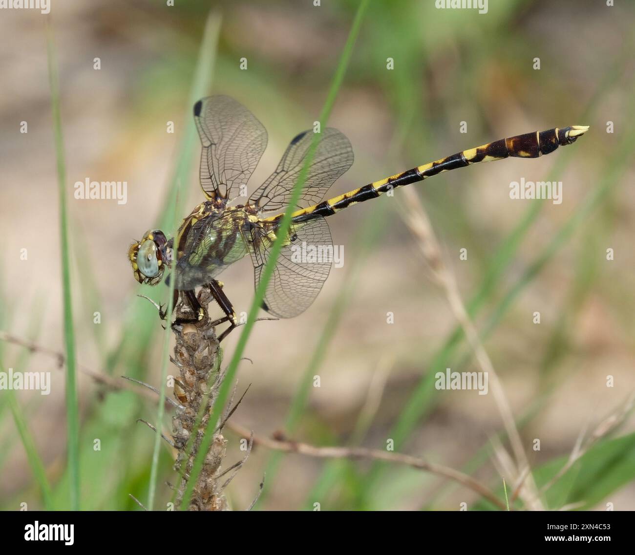 Common Sanddragon (Progomphus obscurus) Insecta Stock Photo - Alamy