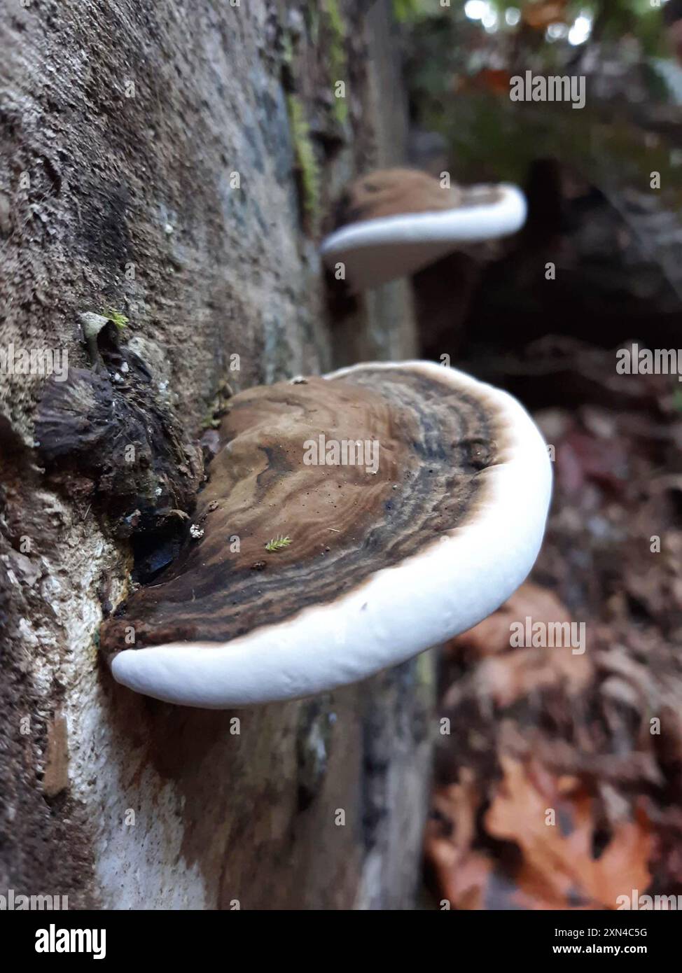 artist's bracket (Ganoderma applanatum) Fungi Stock Photo - Alamy
