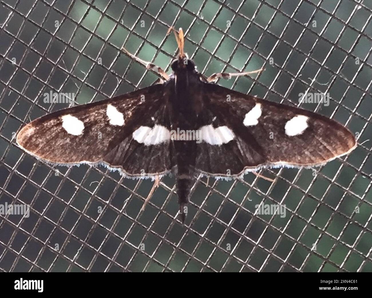 Grape Leaffolder Moth (Desmia funeralis) Insecta Stock Photo - Alamy