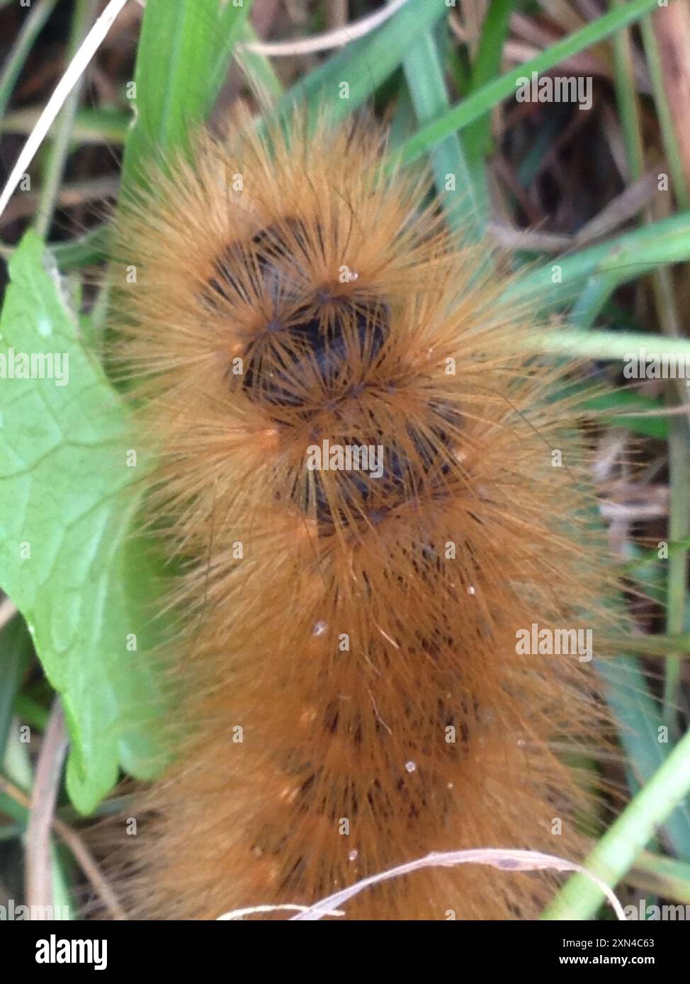Salt Marsh Moth (Estigmene acrea) Insecta Stock Photo - Alamy