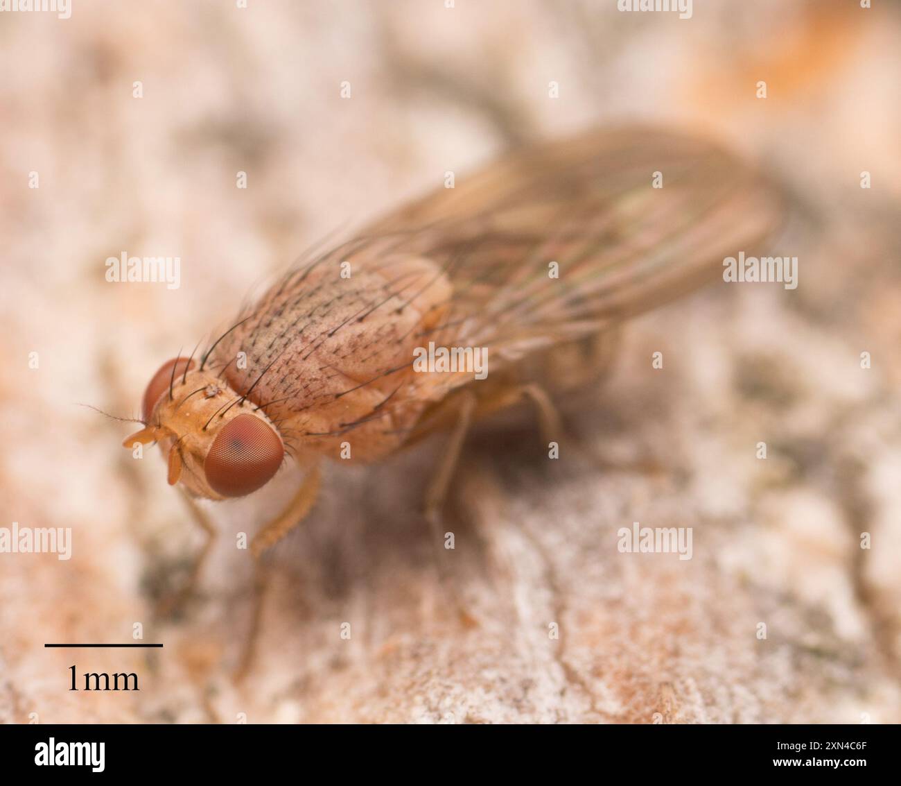 (Minettia flaveola) Insecta Stock Photo - Alamy
