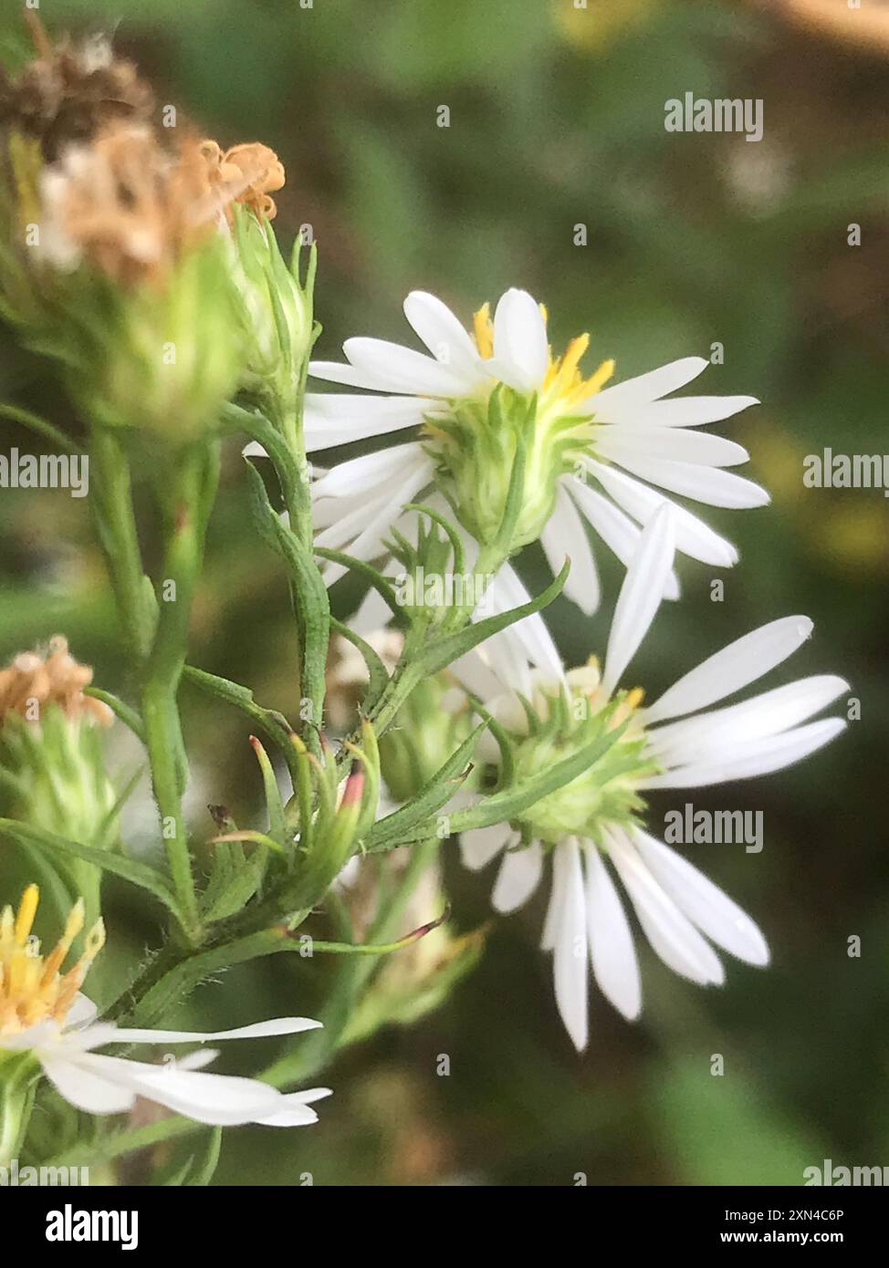 hairy white oldfield aster (Symphyotrichum pilosum) Plantae Stock Photo ...