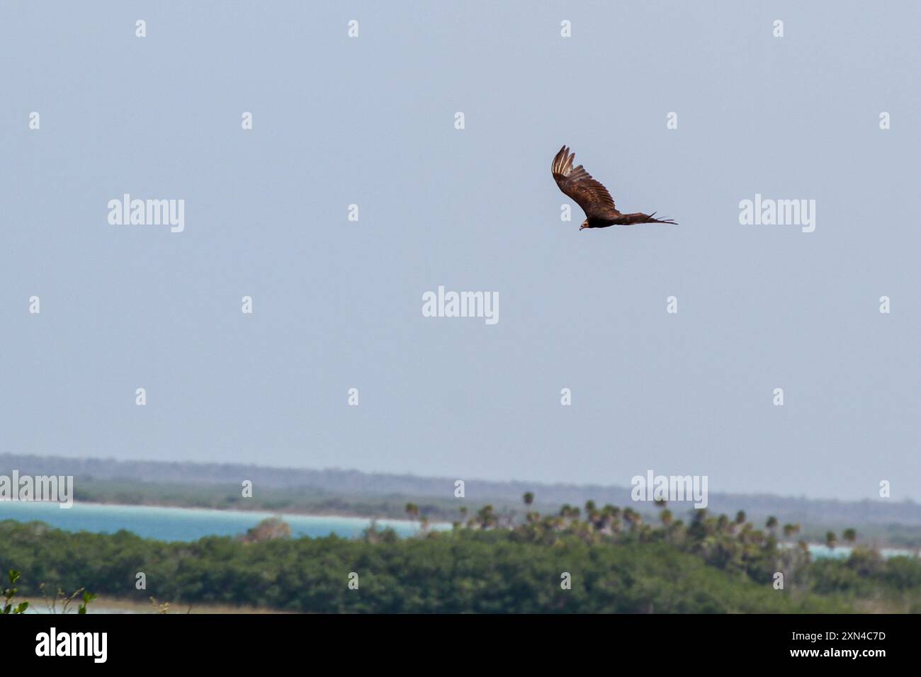 Lesser Yellow-headed Vulture (Cathartes burrovianus) Aves Stock Photo ...
