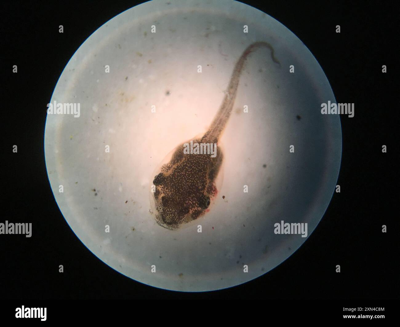 Neotropical Grass Frogs (Leptodactylus) Amphibia Stock Photo - Alamy