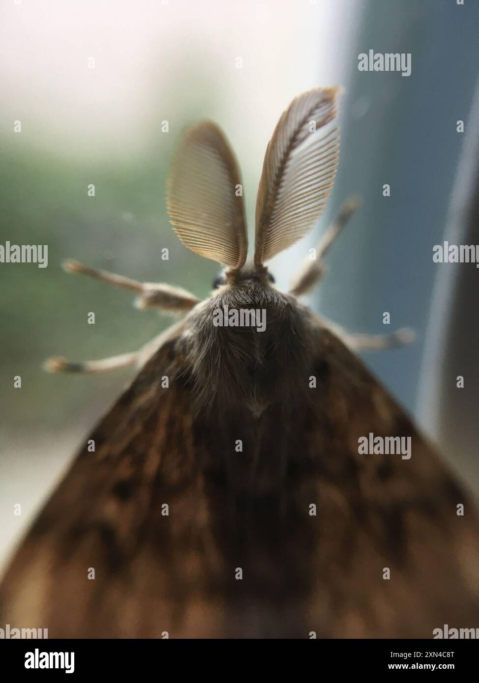 Spongy Moth (Lymantria dispar) Insecta Stock Photo - Alamy