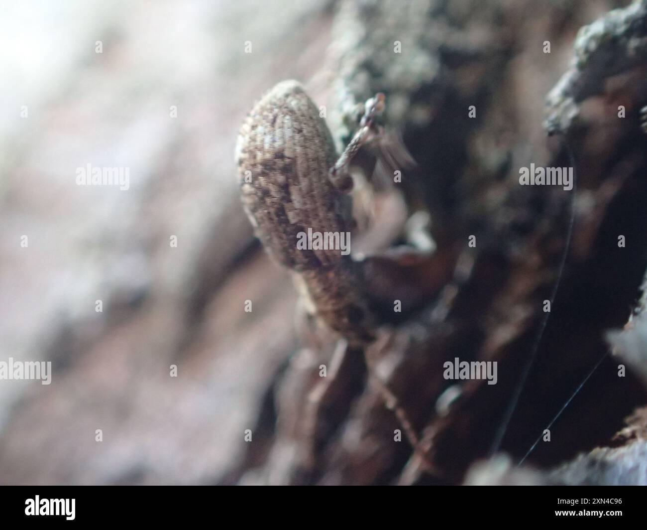 Peach Root Weevil (Pseudoedophrys hilleri) Insecta Stock Photo - Alamy