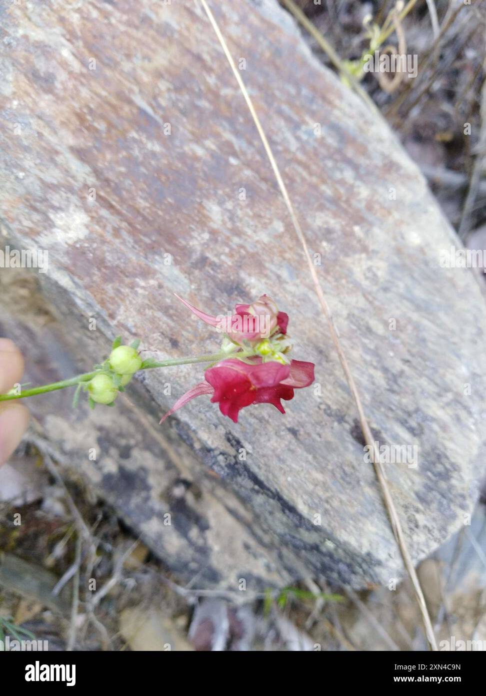 Roadside Toadflax (Linaria aeruginea) Plantae Stock Photo - Alamy
