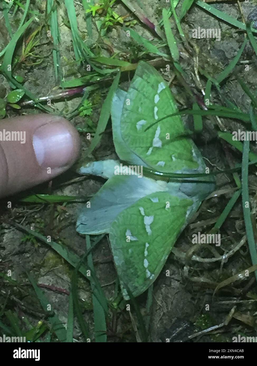 Puriri moth (Aenetus virescens) Insecta Stock Photo - Alamy
