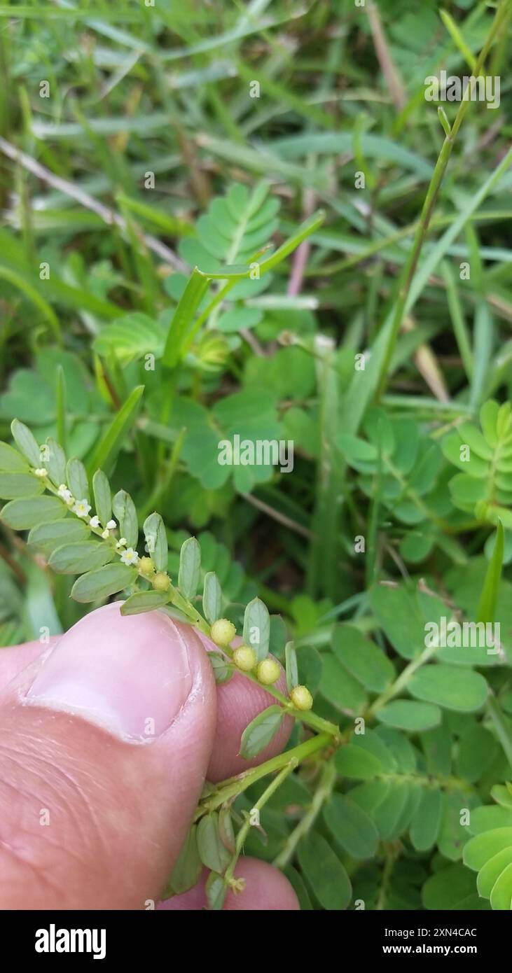 Chamberbitter (Phyllanthus urinaria) Plantae Stock Photo - Alamy