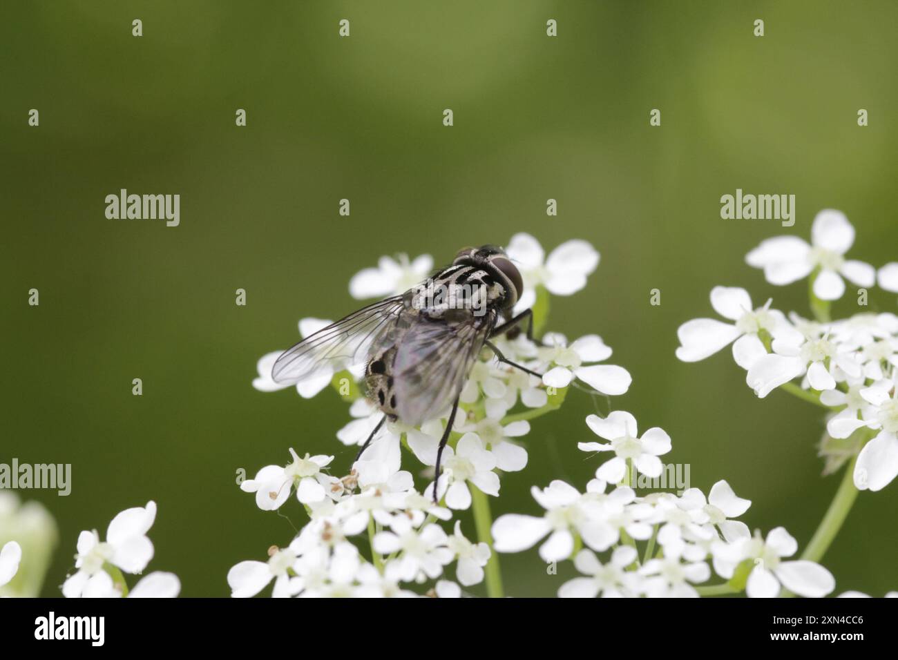 (Graphomya maculata) Insecta Stock Photo - Alamy