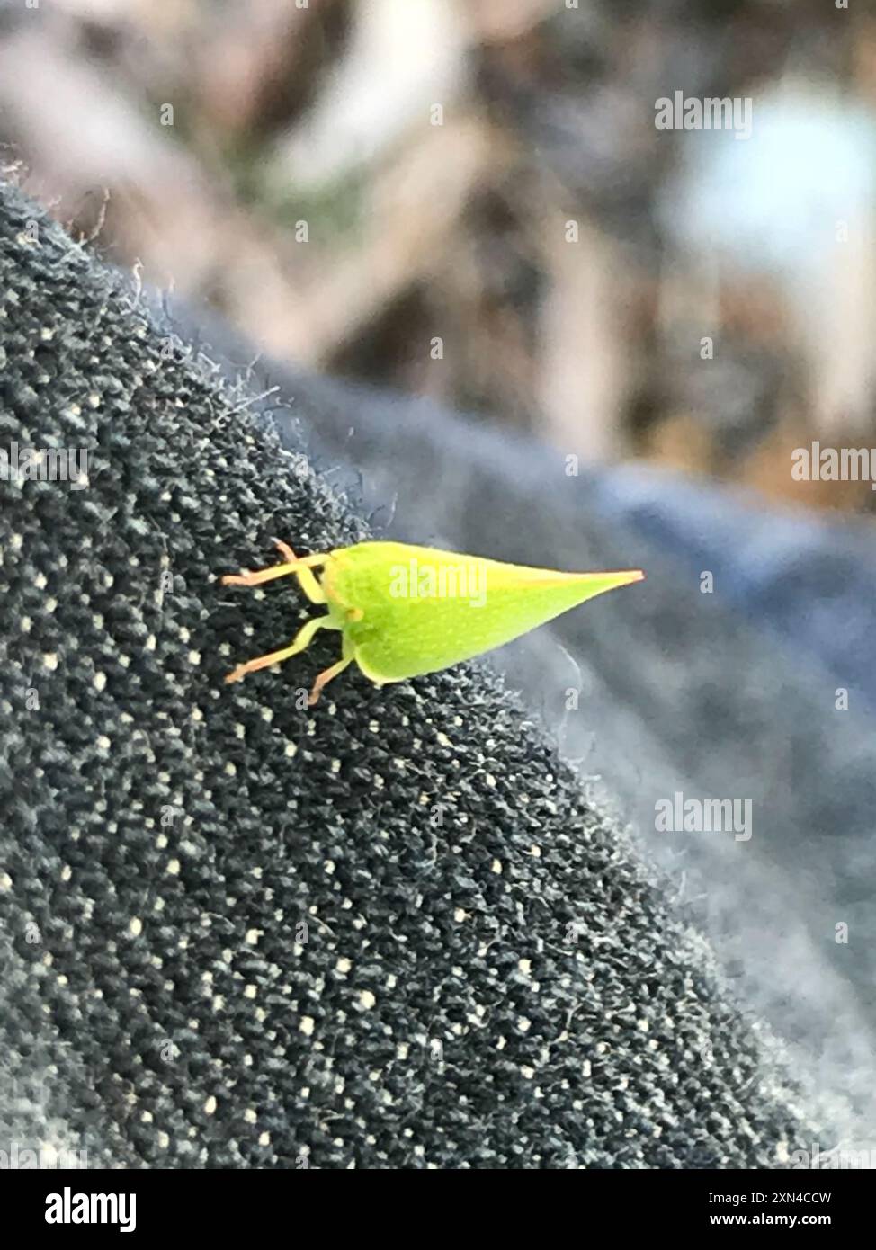 Torpedo Bug (Siphanta acuta) Insecta Stock Photo - Alamy