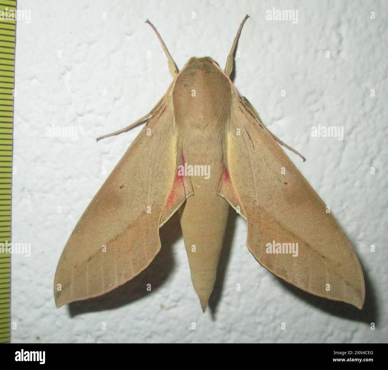 Cape Hawk (Theretra capensis) Insecta Stock Photo - Alamy