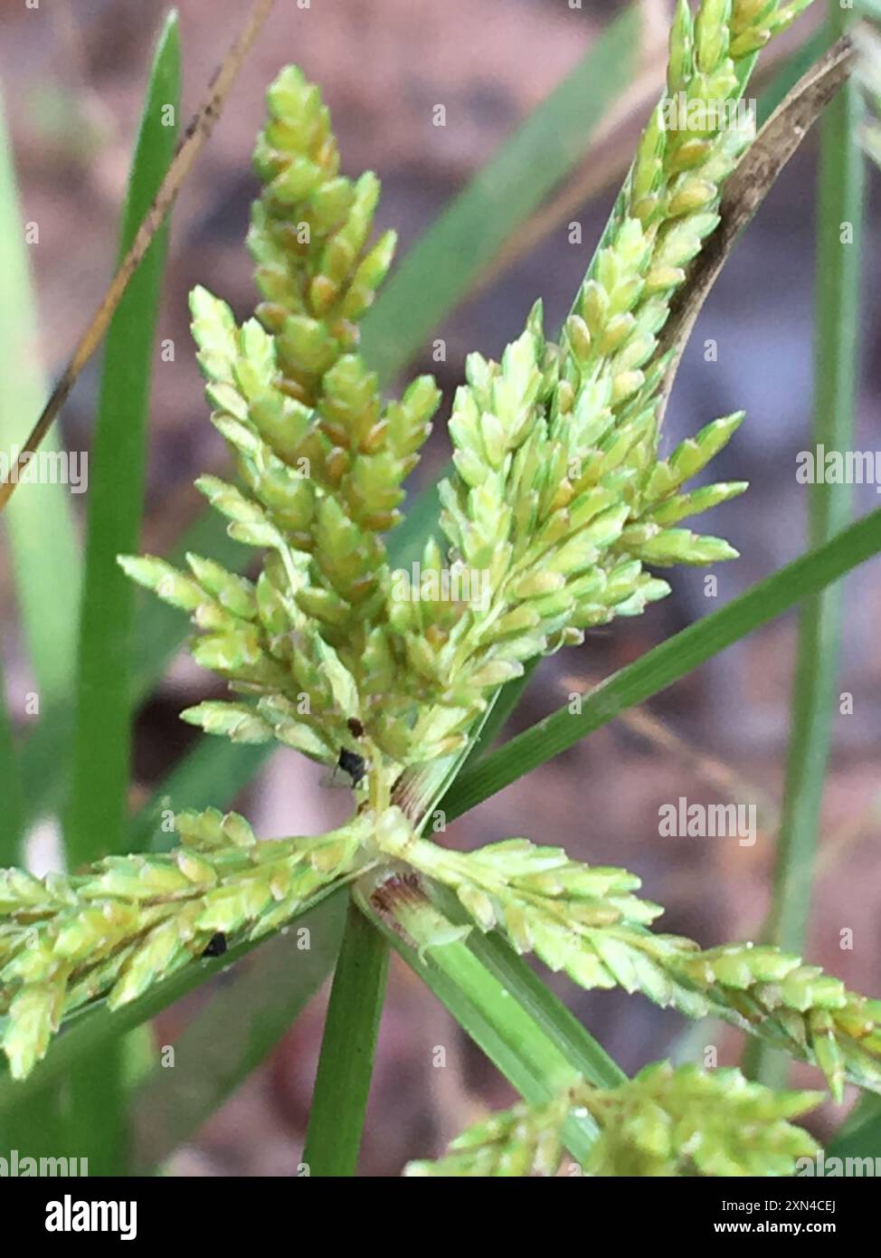 Rice flat-sedge (Cyperus iria) Plantae Stock Photo - Alamy