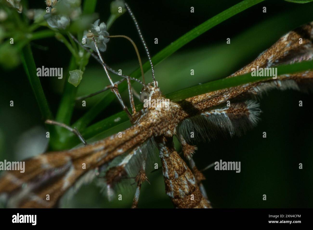 Grape and Sheppard's Plume Moths (Geina periscelidactylus) Insecta ...