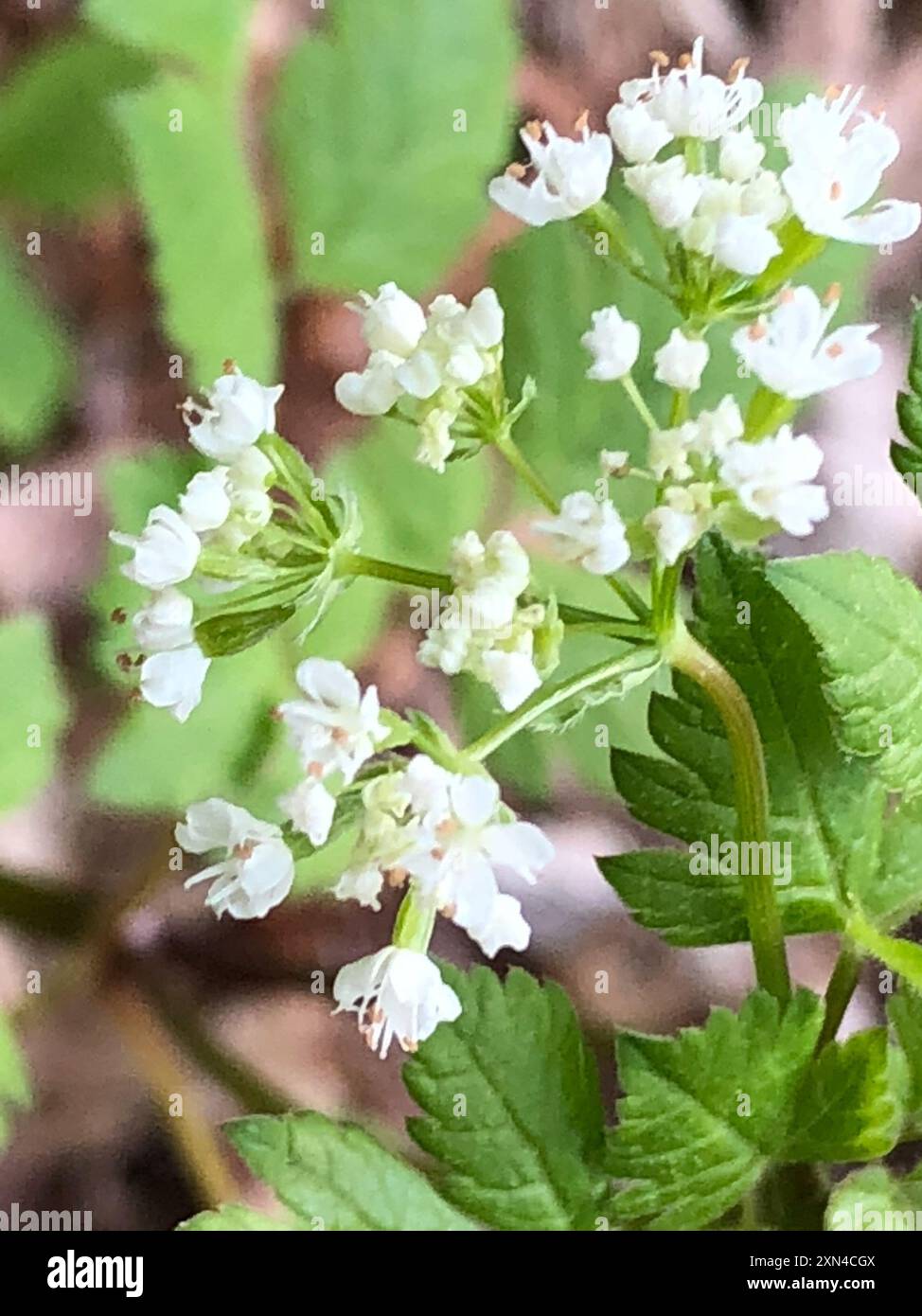 aniseroot (Osmorhiza longistylis) Plantae Stock Photo - Alamy