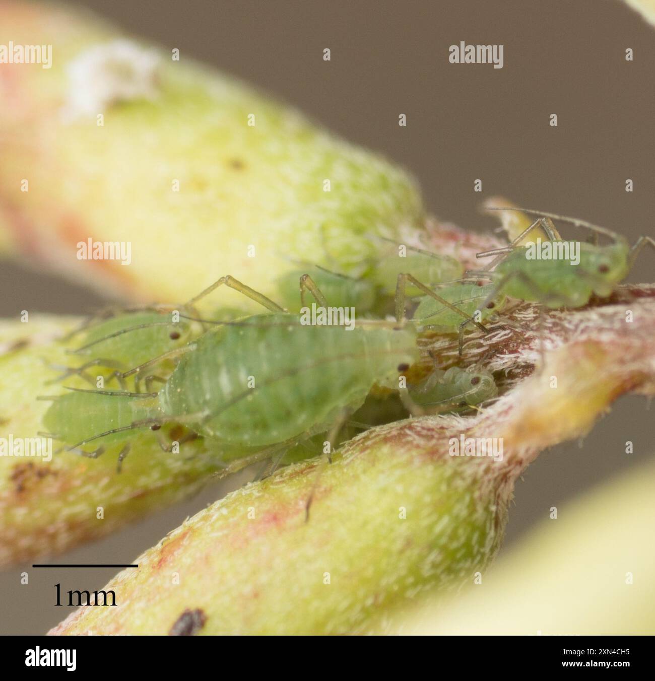 Blue Alfalfa Aphid (Acyrthosiphon kondoi) Insecta Stock Photo - Alamy