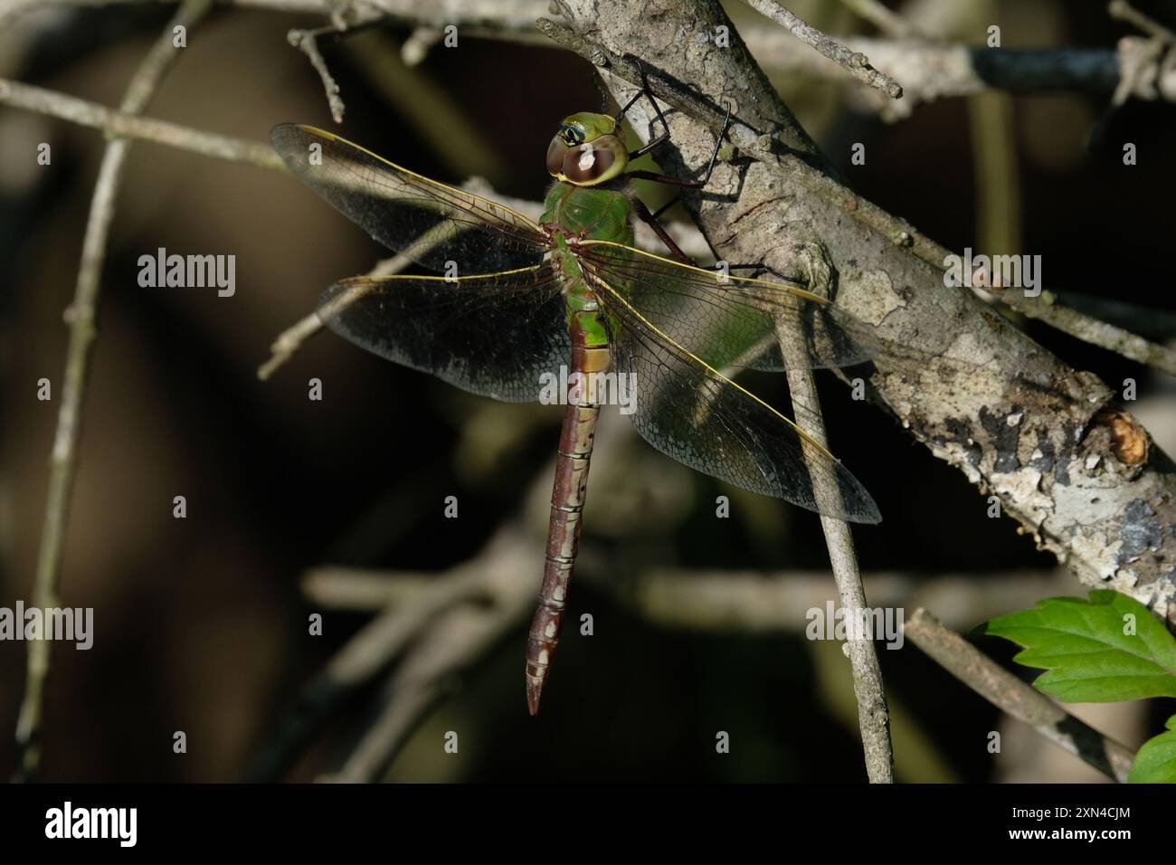 Common Green Darner (Anax junius) Insecta Stock Photo - Alamy