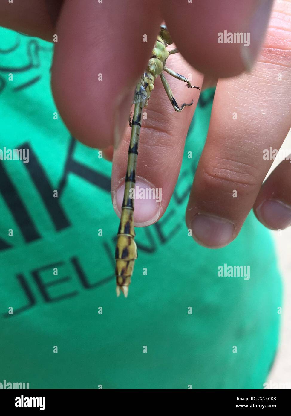Pale Snaketail (Ophiogomphus severus) Insecta Stock Photo - Alamy