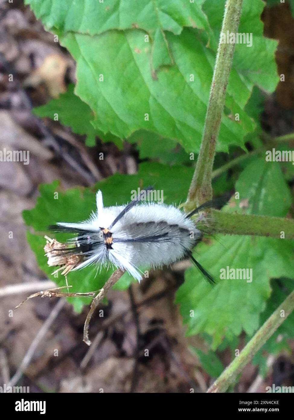 Banded Tussock Moth (Halysidota tessellaris) Insecta Stock Photo - Alamy