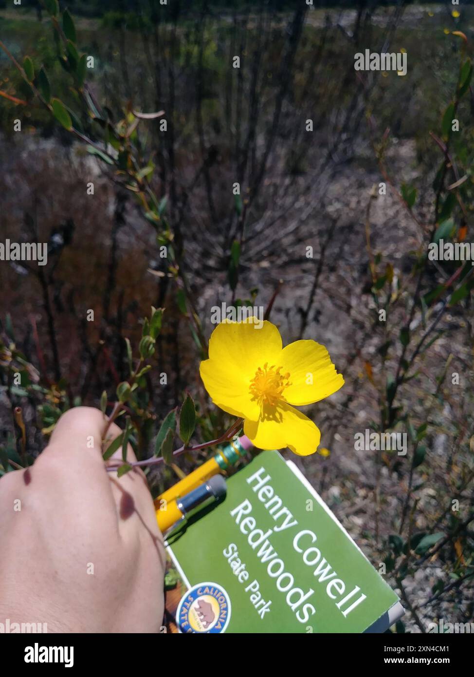 Bush Poppy (Dendromecon rigida) Plantae Stock Photo - Alamy