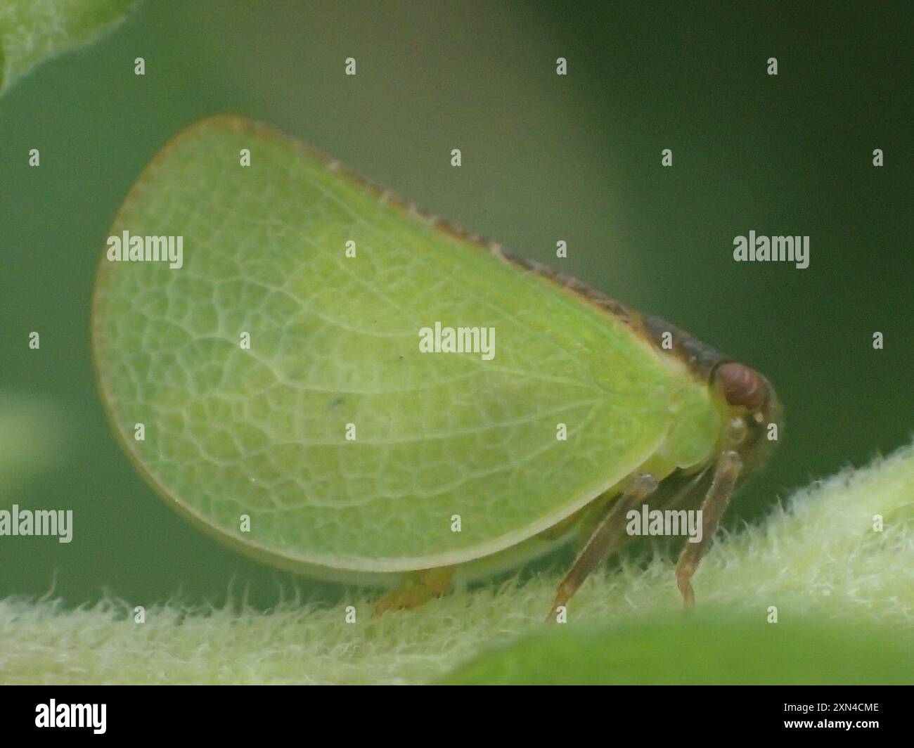 Two striped planthopper hi-res stock photography and images - Alamy