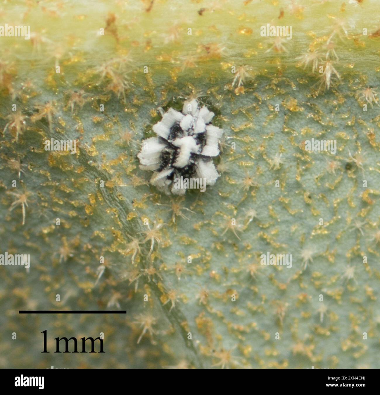 Crown Whitefly (Aleuroplatus coronata) Insecta Stock Photo - Alamy