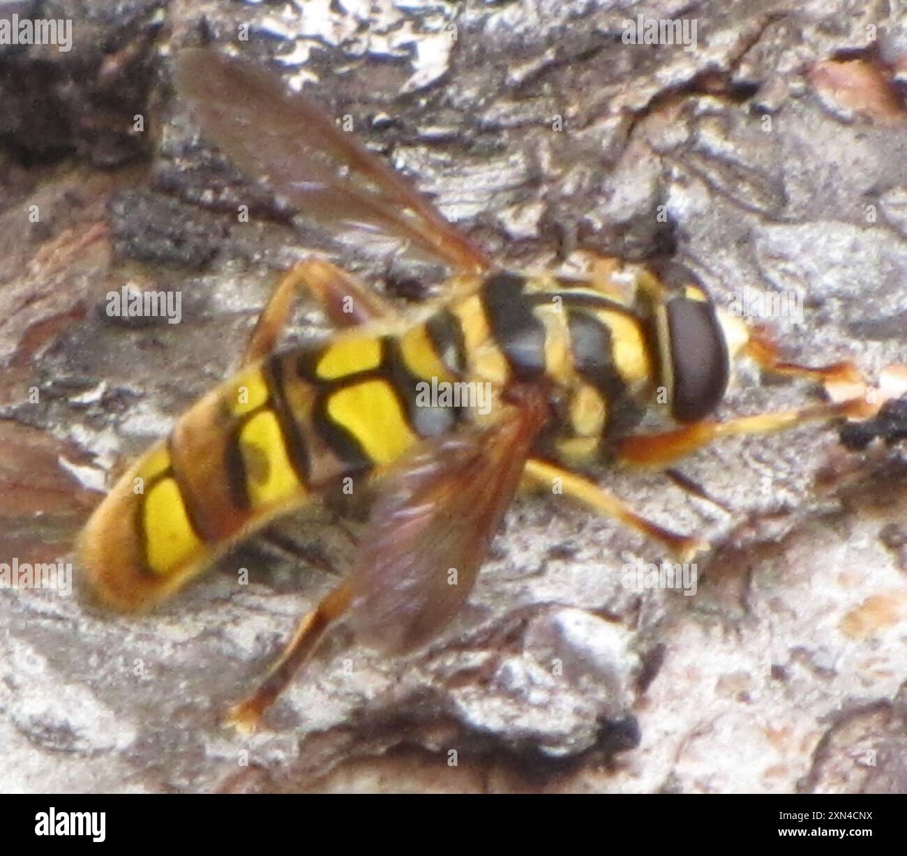Virginia Giant Hover Fly (Milesia virginiensis) Insecta Stock Photo - Alamy