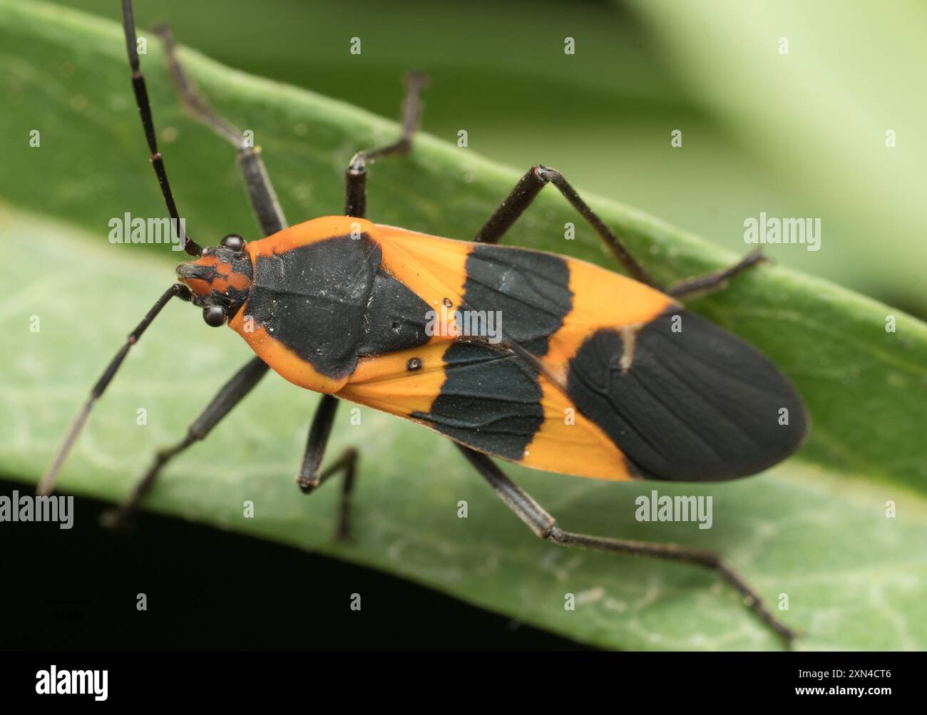 Large Milkweed Bug (Oncopeltus fasciatus) Insecta Stock Photo - Alamy